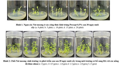 Nghiên cứu nhân nhanh in vitro cây nát moong (inula cappa (buch-ham.ex ...